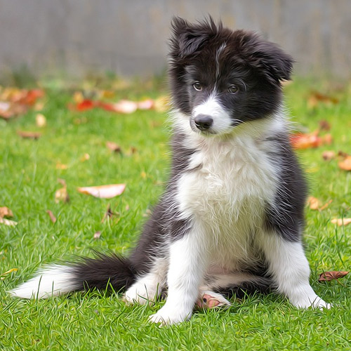 Border-collie - Définition, signification et exemples sur MegaDico