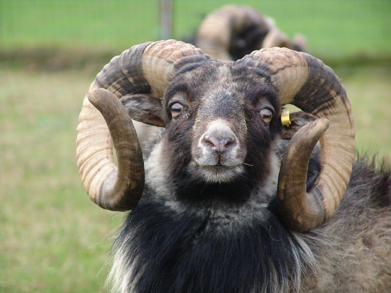 Belier - Définition, signification et exemples sur MegaDico